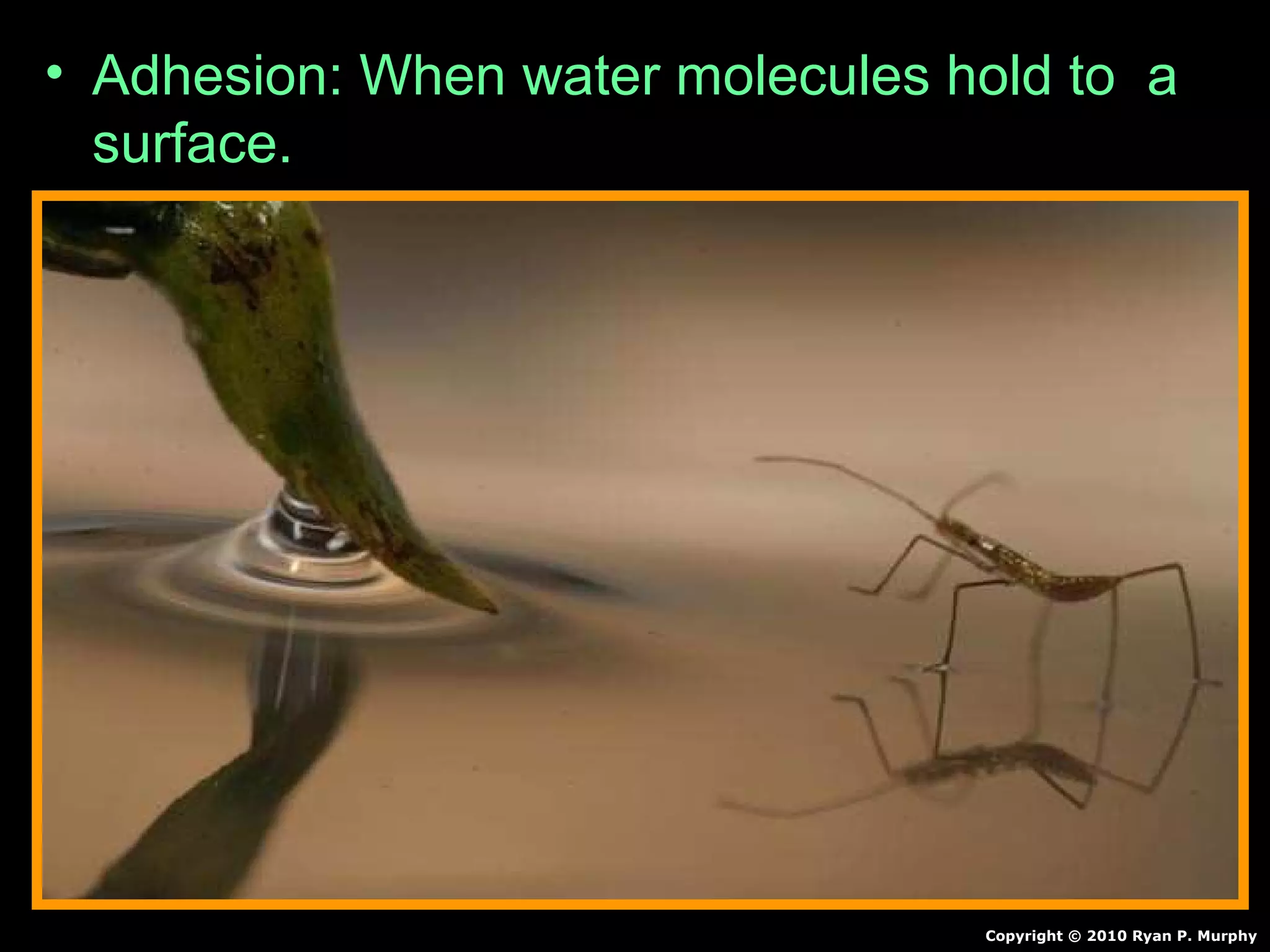 Properties of Water PowerPoint, Adhesion, Cohesion, Surface Tension ...