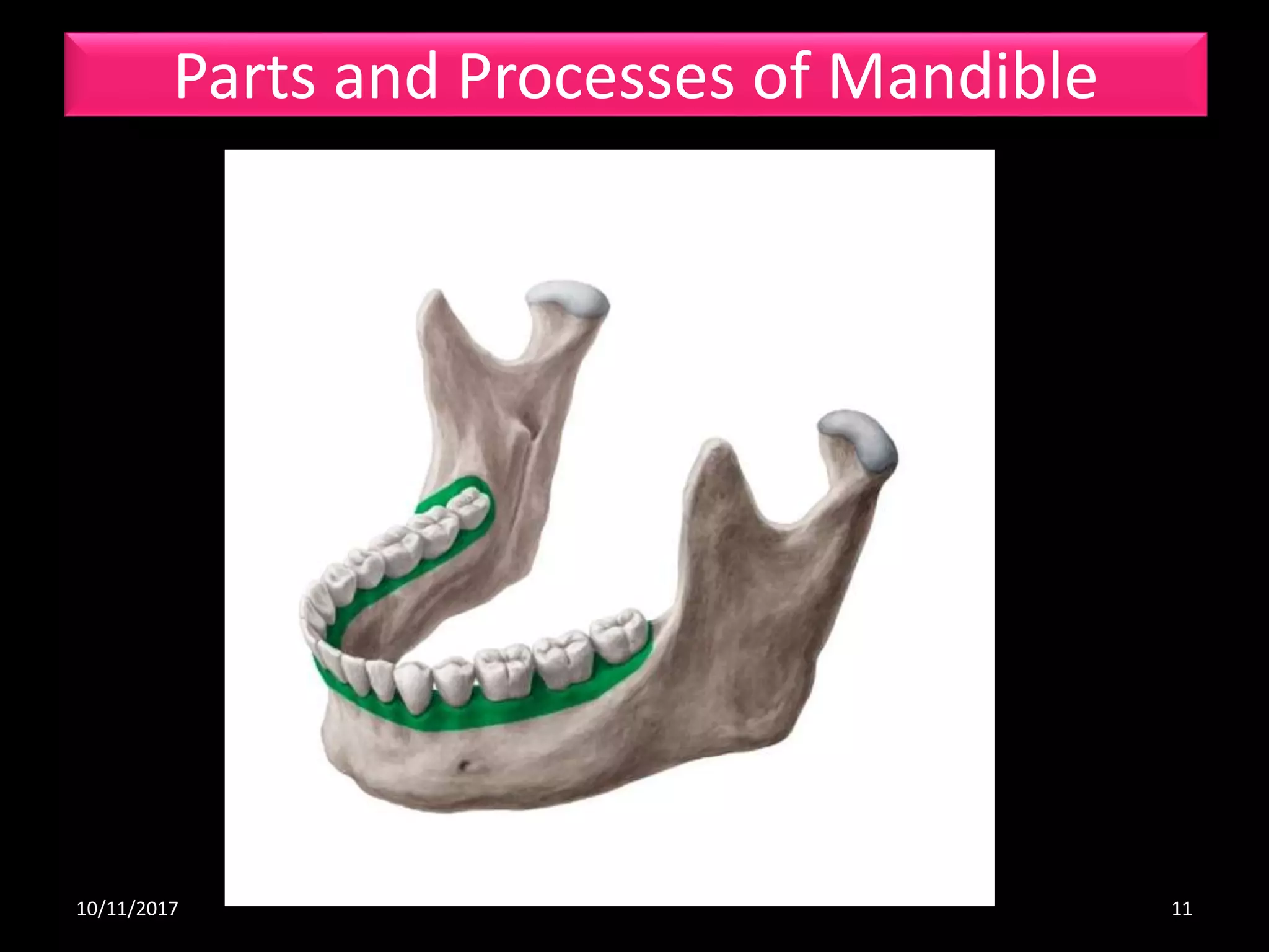Osteological and radiological anatomy of skull and cervical (Part 2) | PPTX