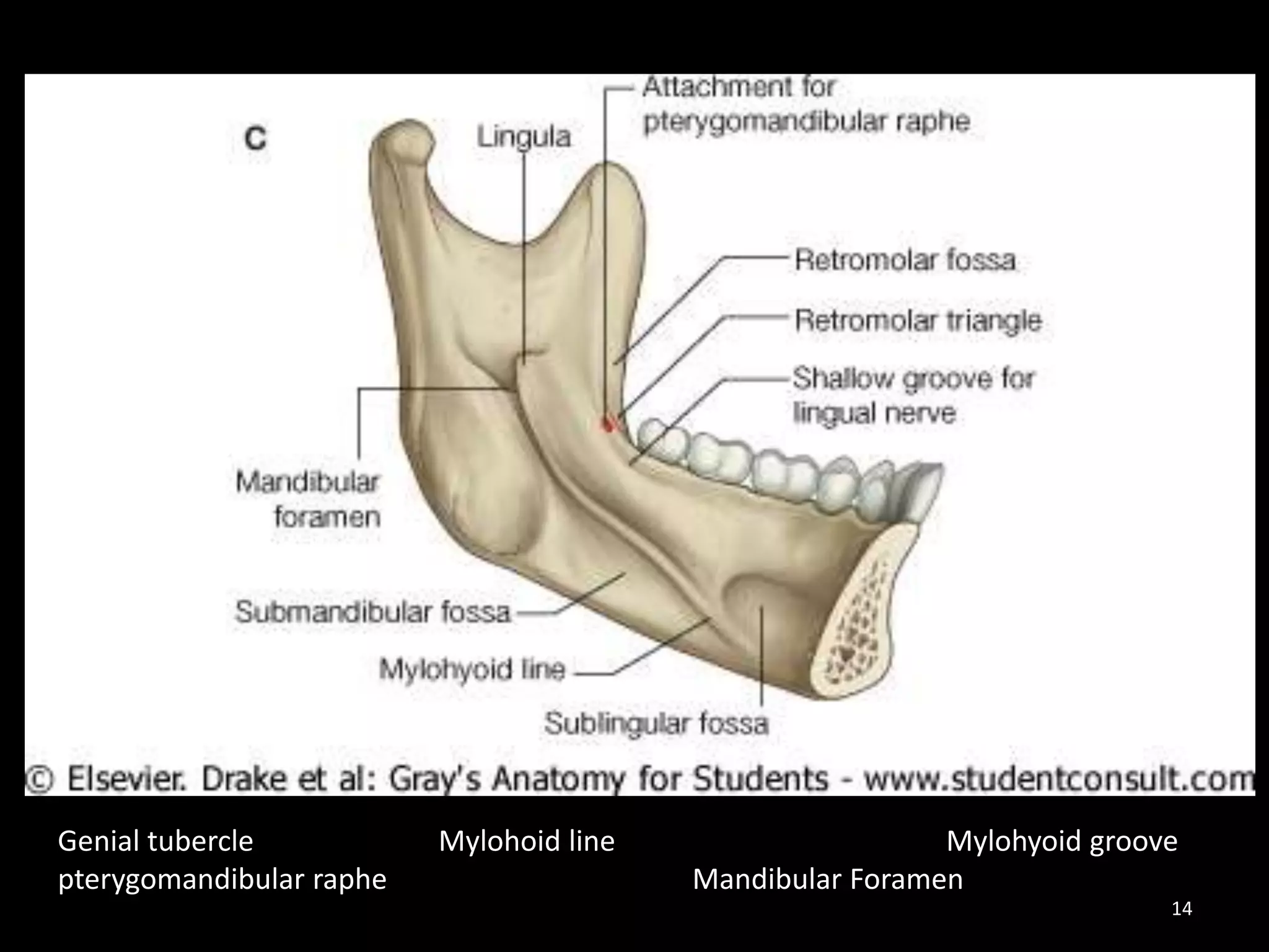 Osteological and radiological anatomy of skull and cervical (Part 2) | PPTX