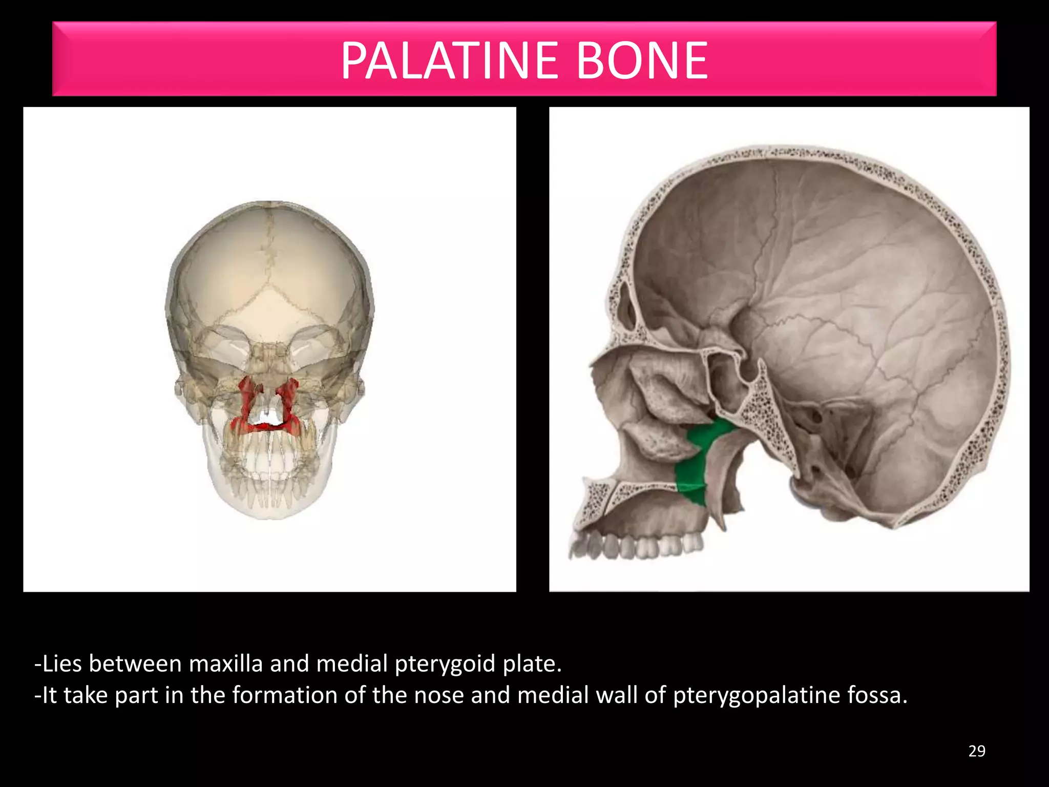 Osteological and radiological anatomy of skull and cervical (Part 2) | PPTX