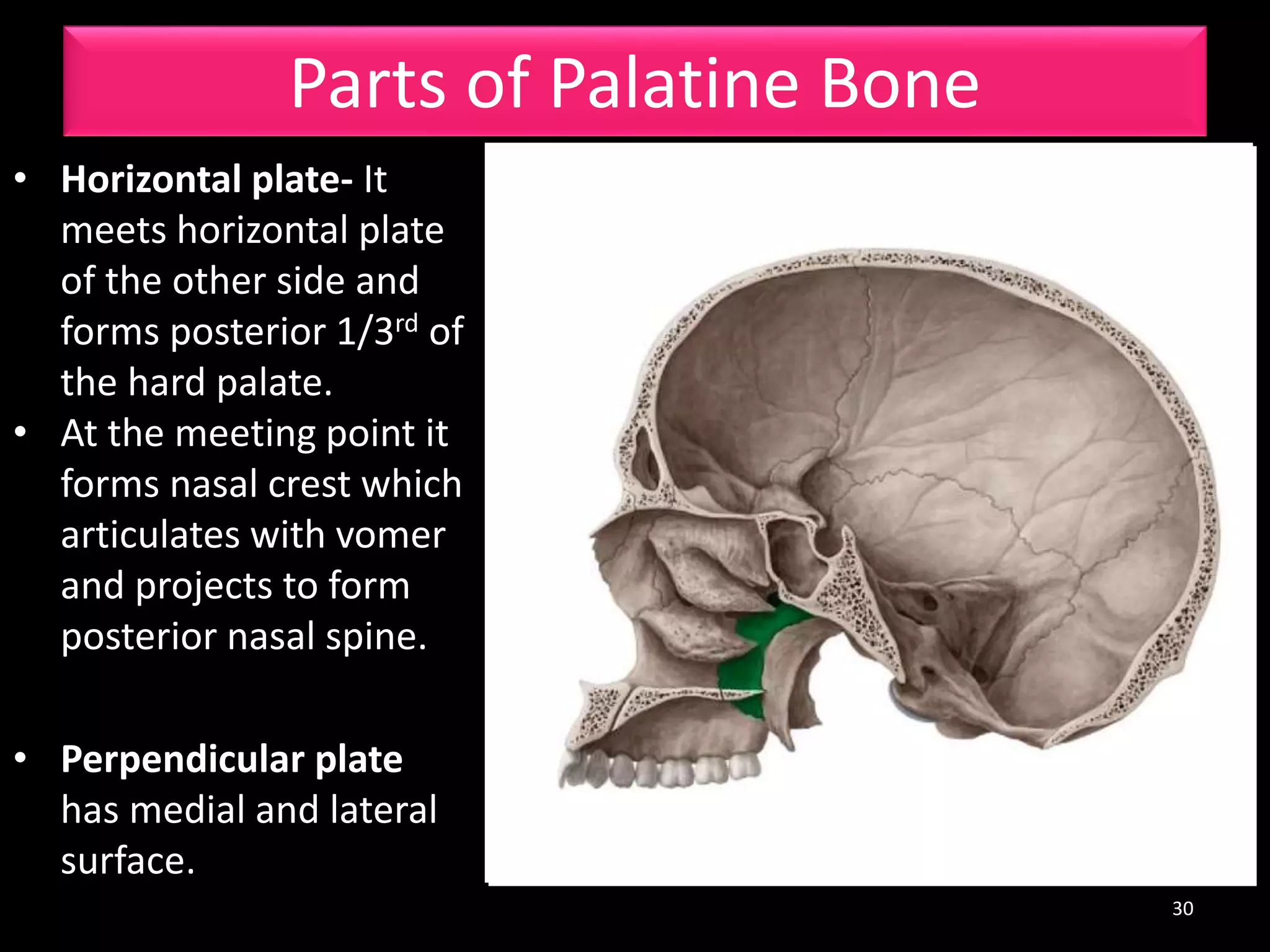 Osteological and radiological anatomy of skull and cervical (Part 2) | PPTX