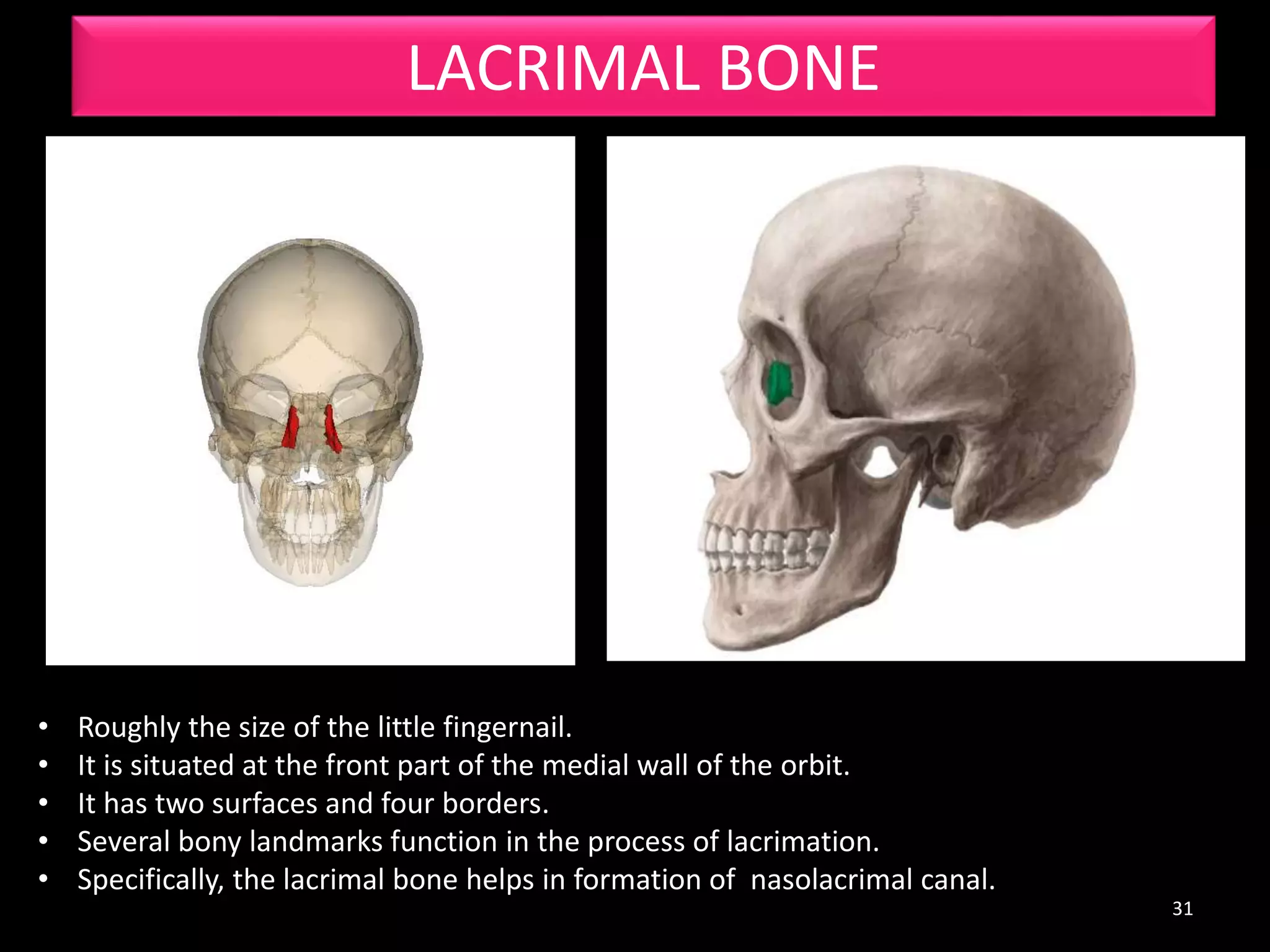 Osteological and radiological anatomy of skull and cervical (Part 2) | PPTX