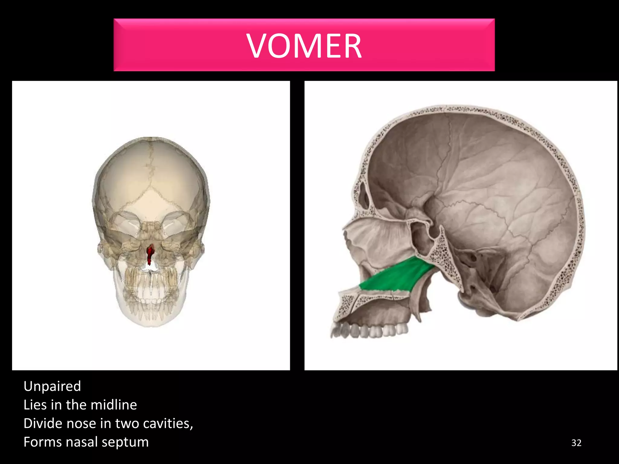 Osteological and radiological anatomy of skull and cervical (Part 2) | PPTX