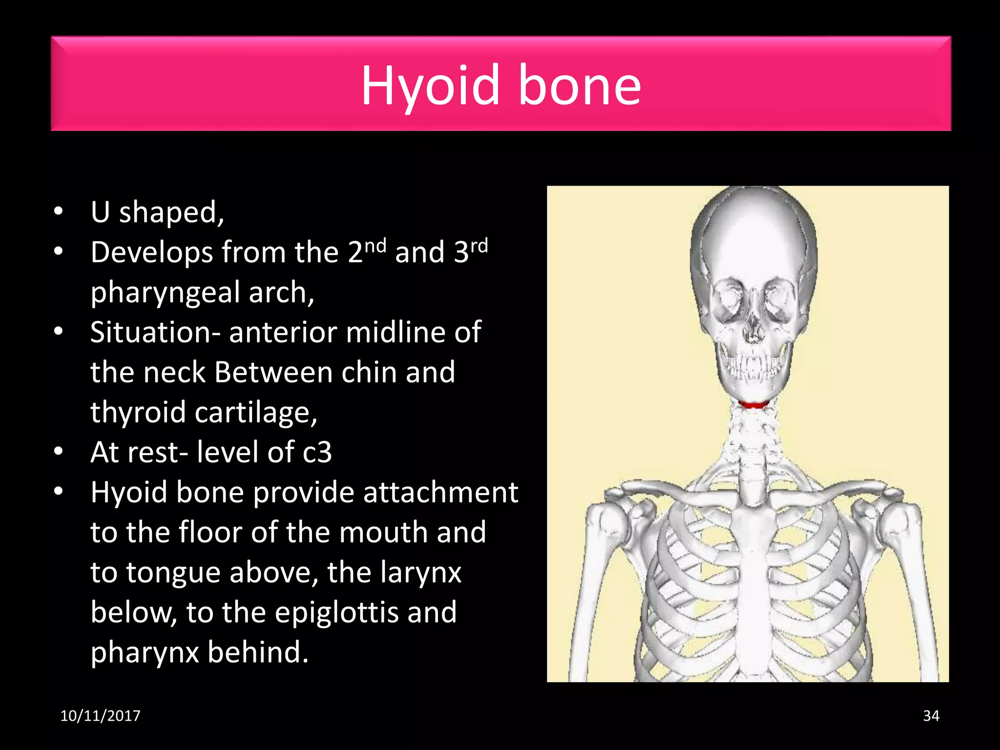 Osteological and radiological anatomy of skull and cervical (Part 2) | PPTX
