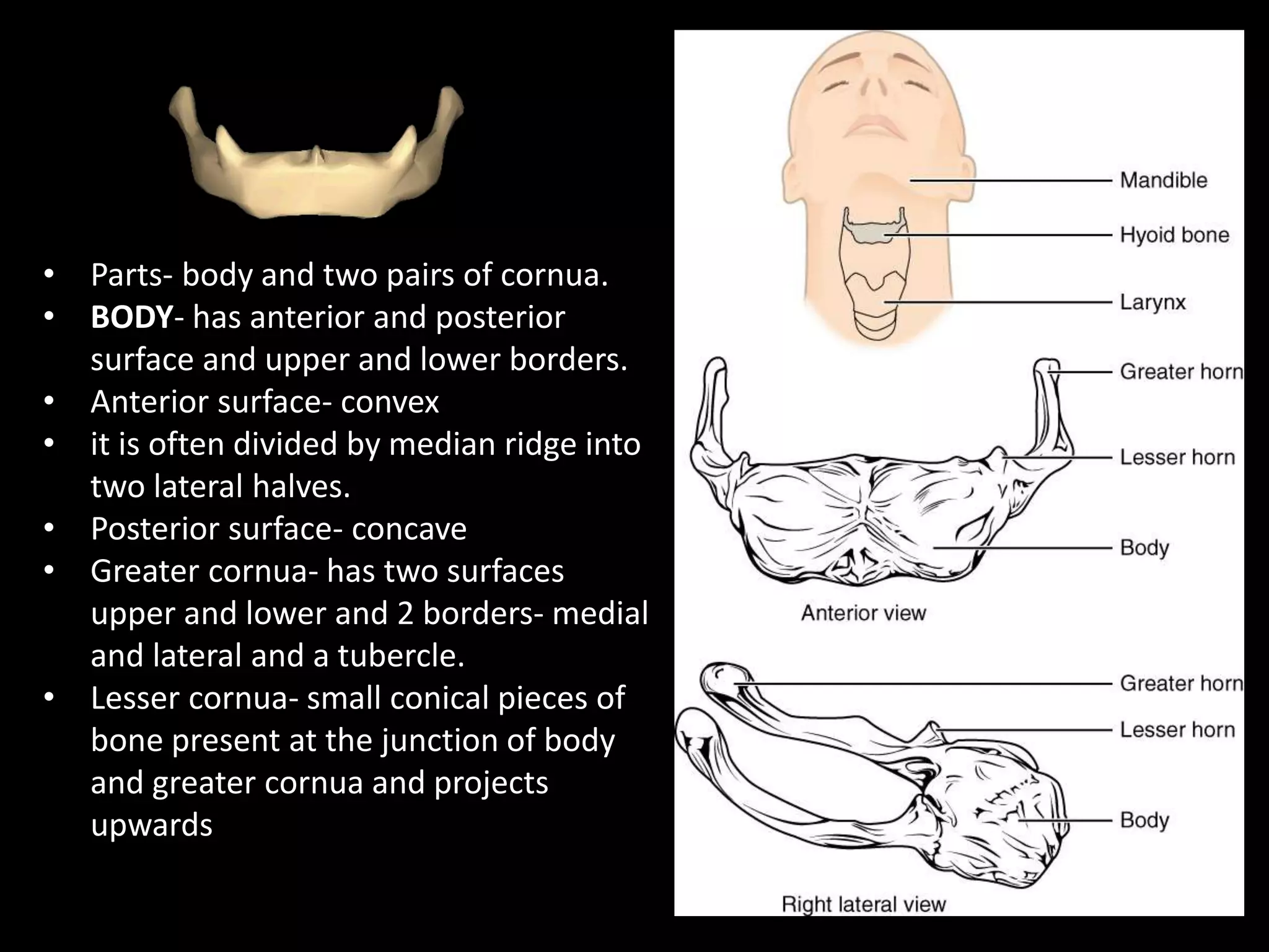 Osteological and radiological anatomy of skull and cervical (Part 2) | PPTX