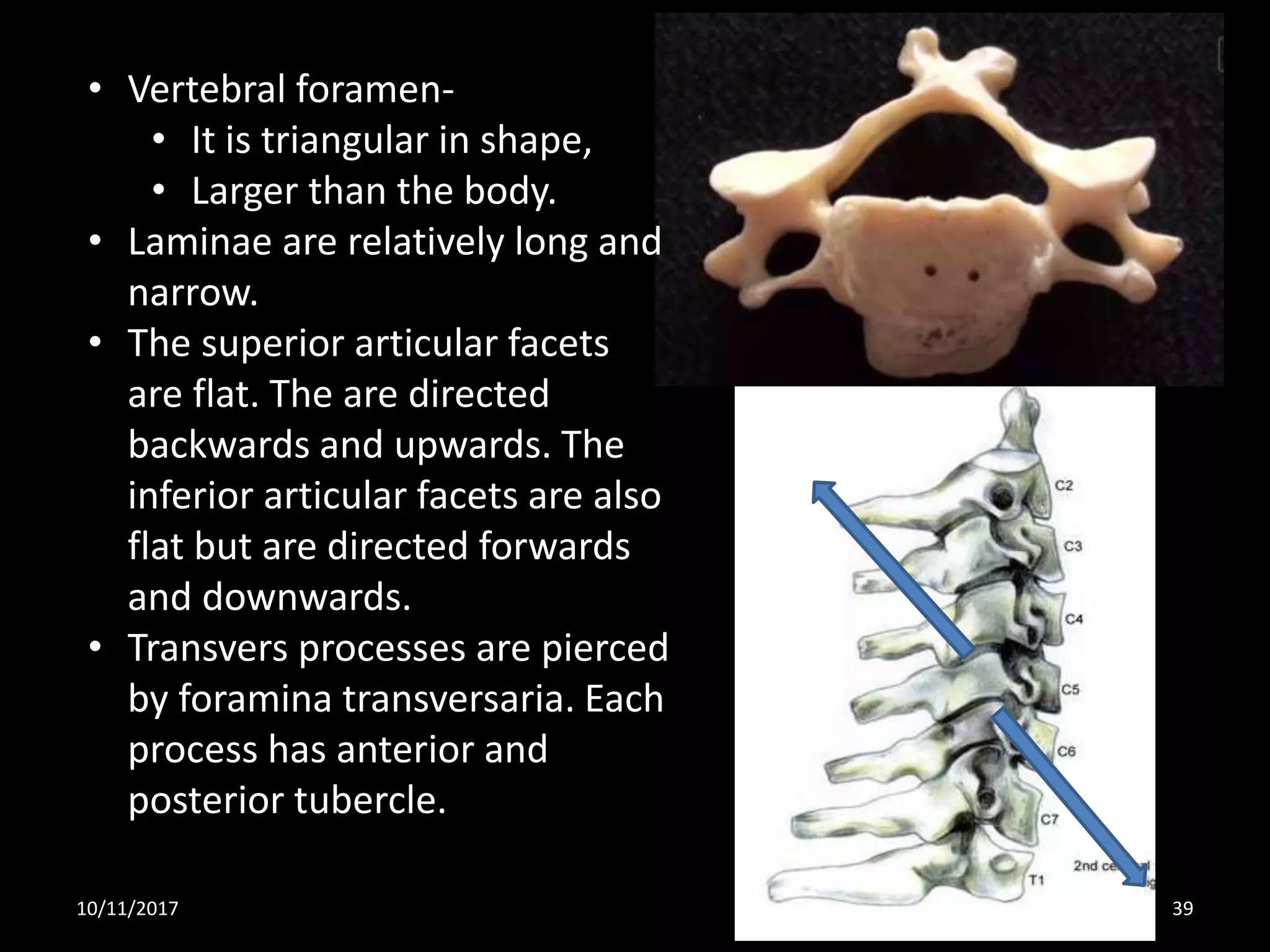 Osteological and radiological anatomy of skull and cervical (Part 2) | PPTX