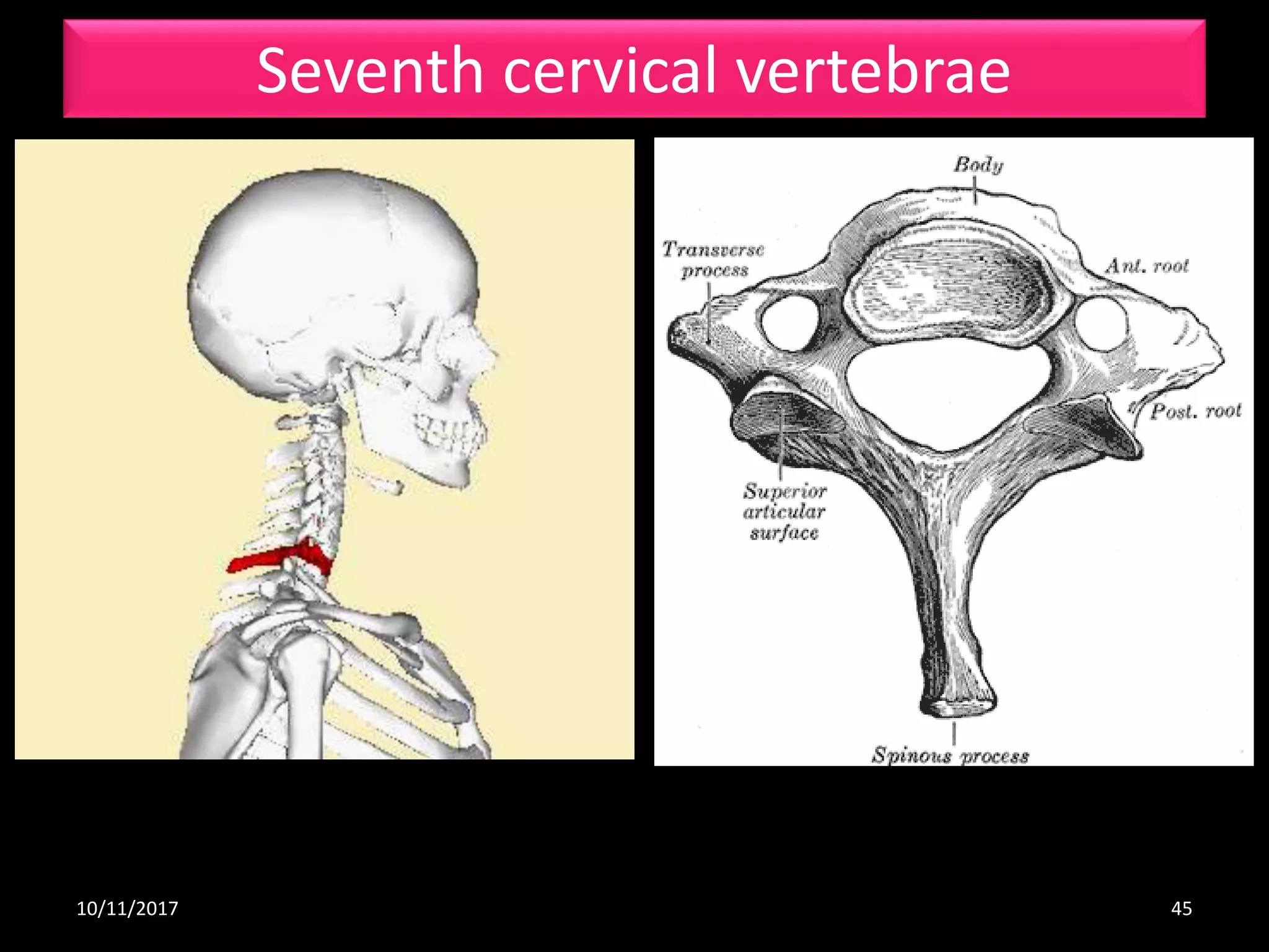 Osteological and radiological anatomy of skull and cervical (Part 2) | PPTX