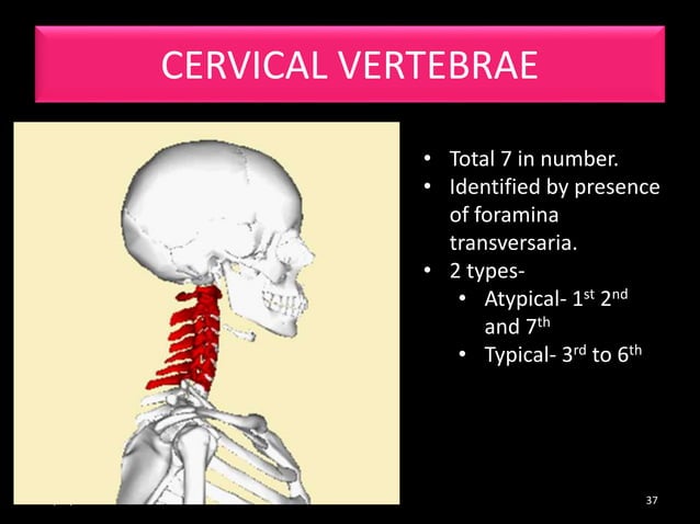 Osteological and radiological anatomy of skull and cervical (Part 2) | PPT
