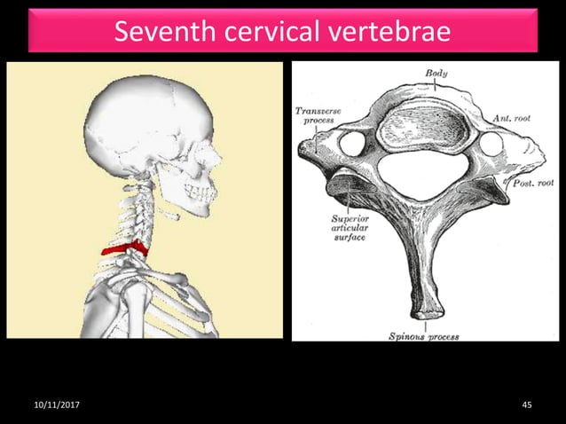 Osteological and radiological anatomy of skull and cervical (Part 2) | PPT
