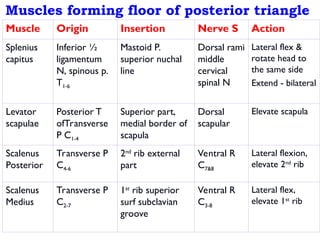 Part-VIIII Triangles of the Neck anatomy | PPT