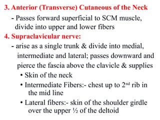 Part-VIIII Triangles of the Neck anatomy | PPT