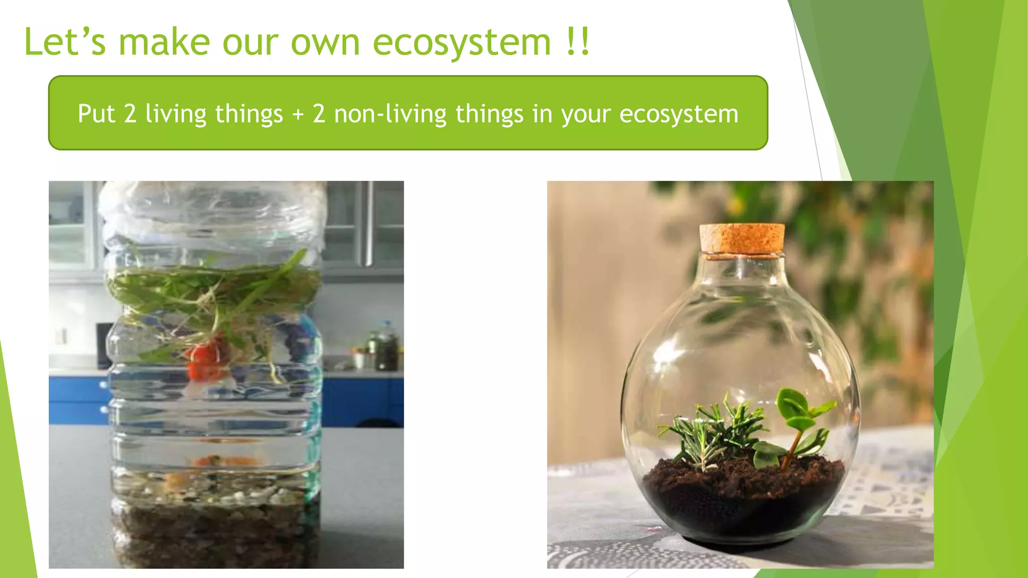 How living things interact (part 1) | PPTX
