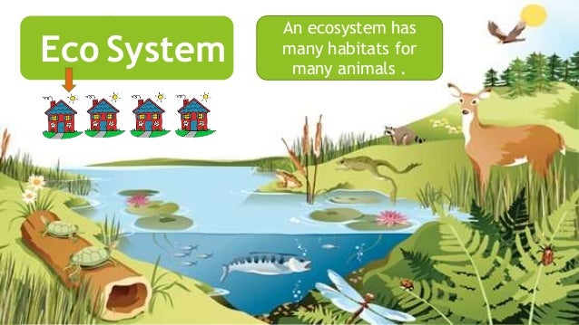 How living things interact (part 1)