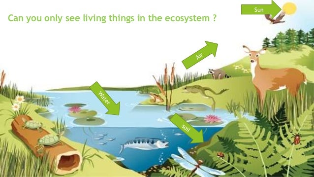 How living things interact (part 1)