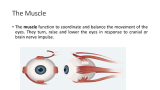 Blindness and Low Vision | PPTX