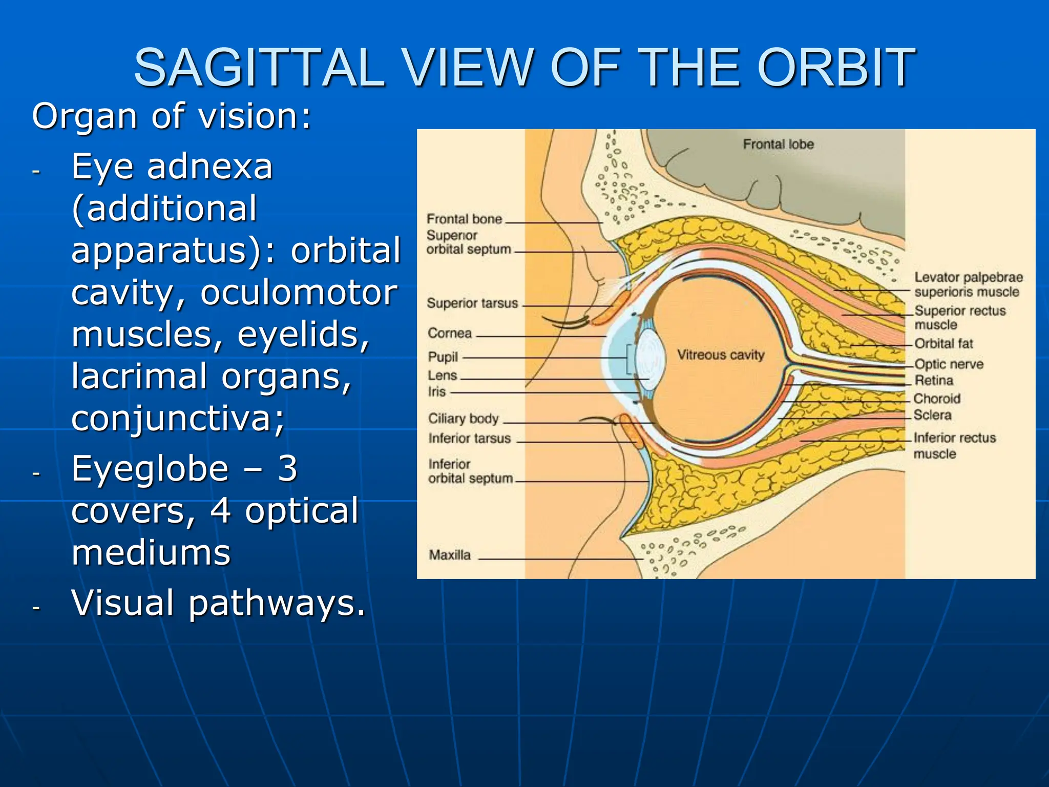 Part 1. ANATOMY AND PHYSIOLOGY OF THE EYE. Refraction, accommodation ...