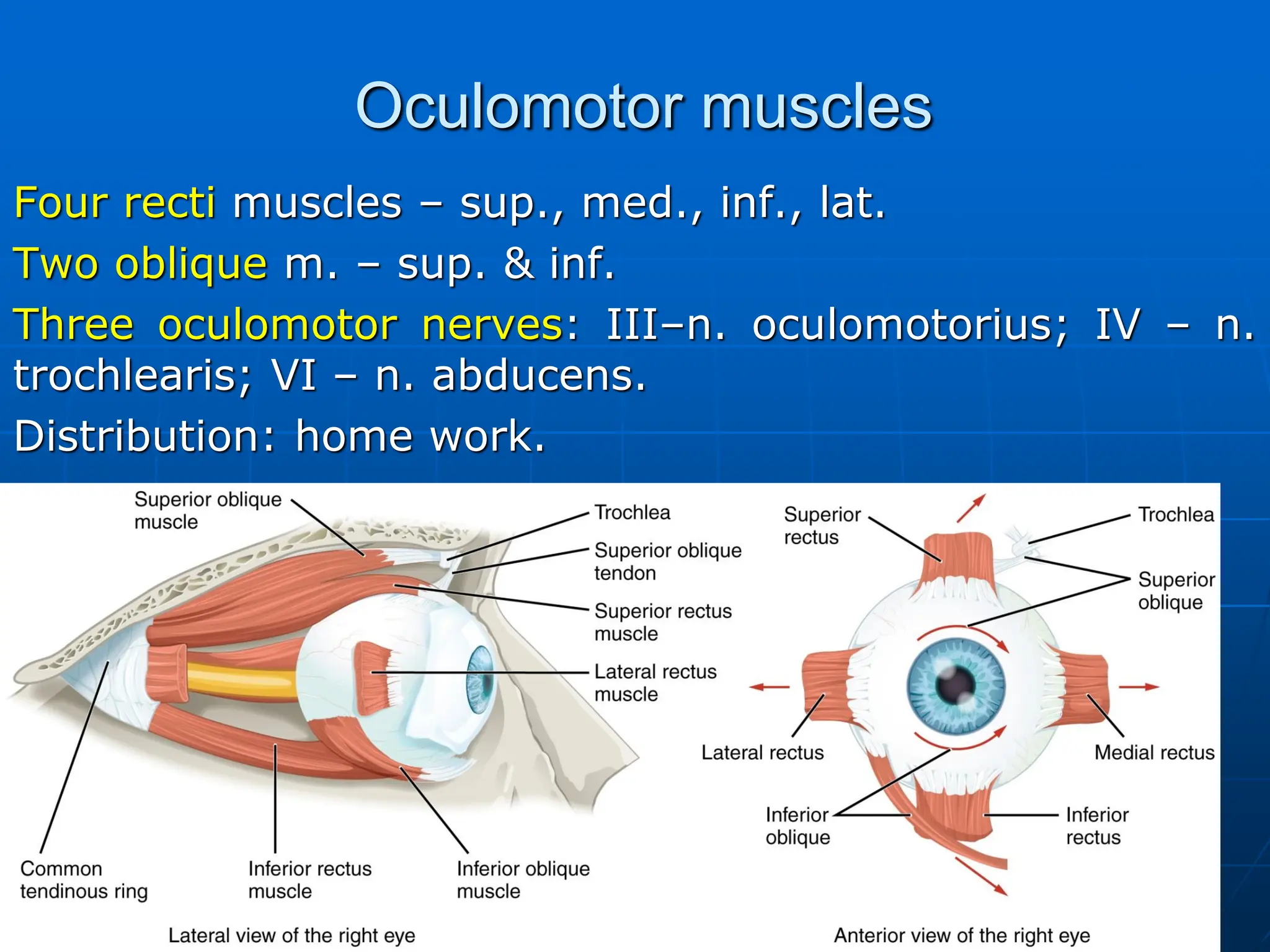 Part 1. ANATOMY AND PHYSIOLOGY OF THE EYE. Refraction, accommodation ...