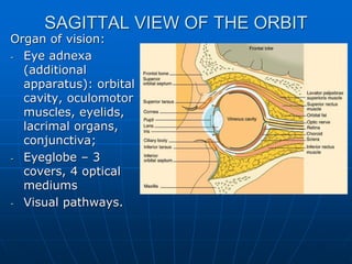 Part 1. ANATOMY AND PHYSIOLOGY OF THE EYE. Refraction, accommodation ...