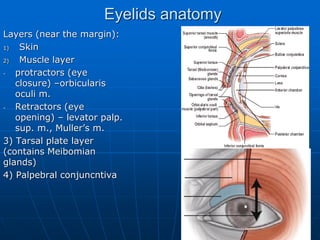 Part 1. ANATOMY AND PHYSIOLOGY OF THE EYE. Refraction, accommodation ...