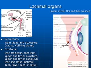 Part 1. ANATOMY AND PHYSIOLOGY OF THE EYE. Refraction, accommodation ...