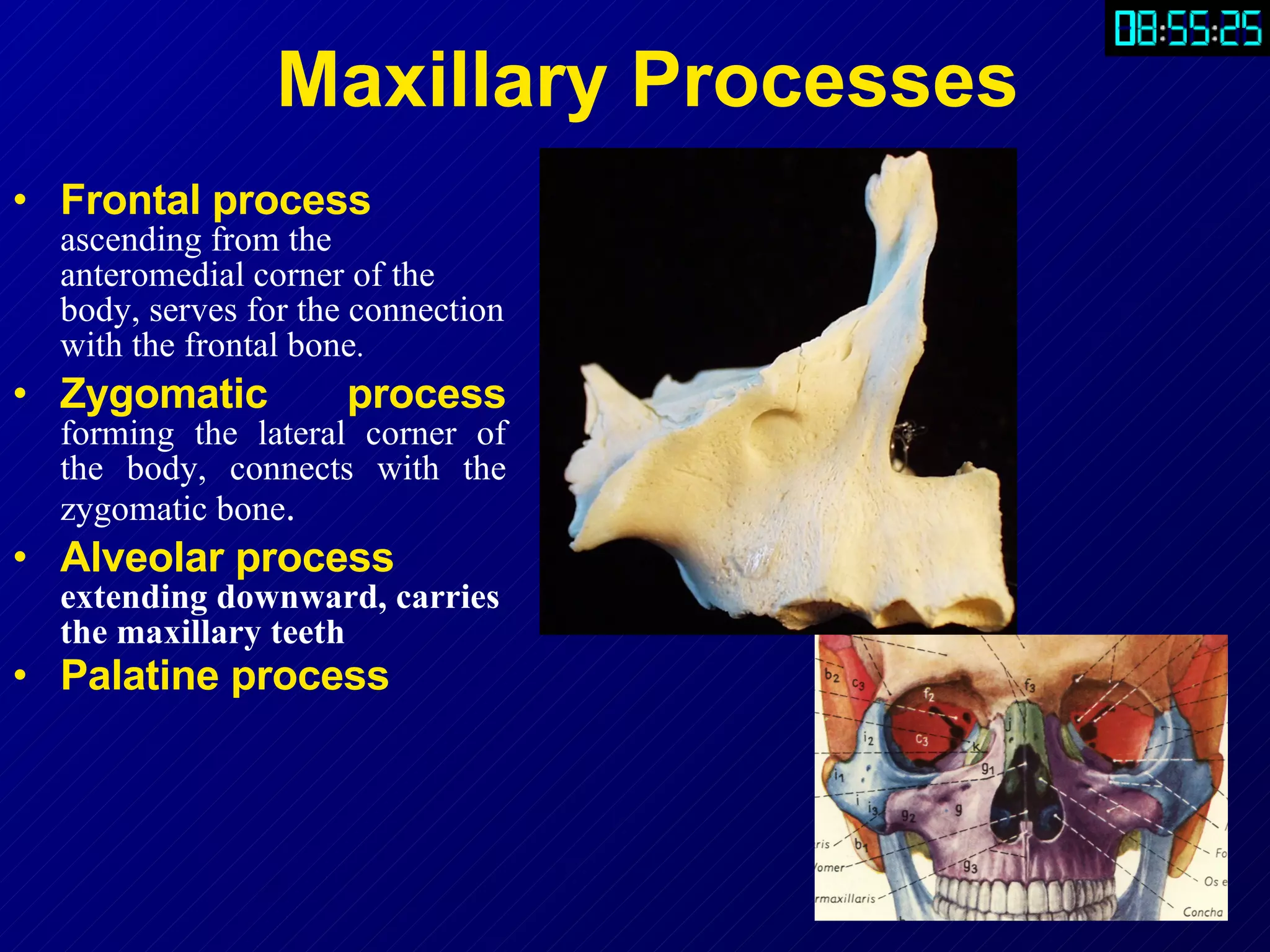 Part1.Anatomy | PPT