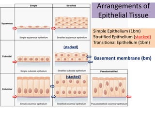 Part 1-Animal tissue and basic cell types.pptx