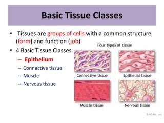 Part 1-Animal tissue and basic cell types.pptx
