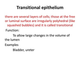Part 1-Animal tissue and basic cell types.pptx