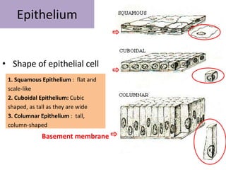 Part 1-Animal tissue and basic cell types.pptx