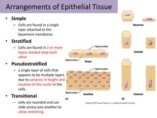 Part 1-Animal tissue and basic cell types.pptx