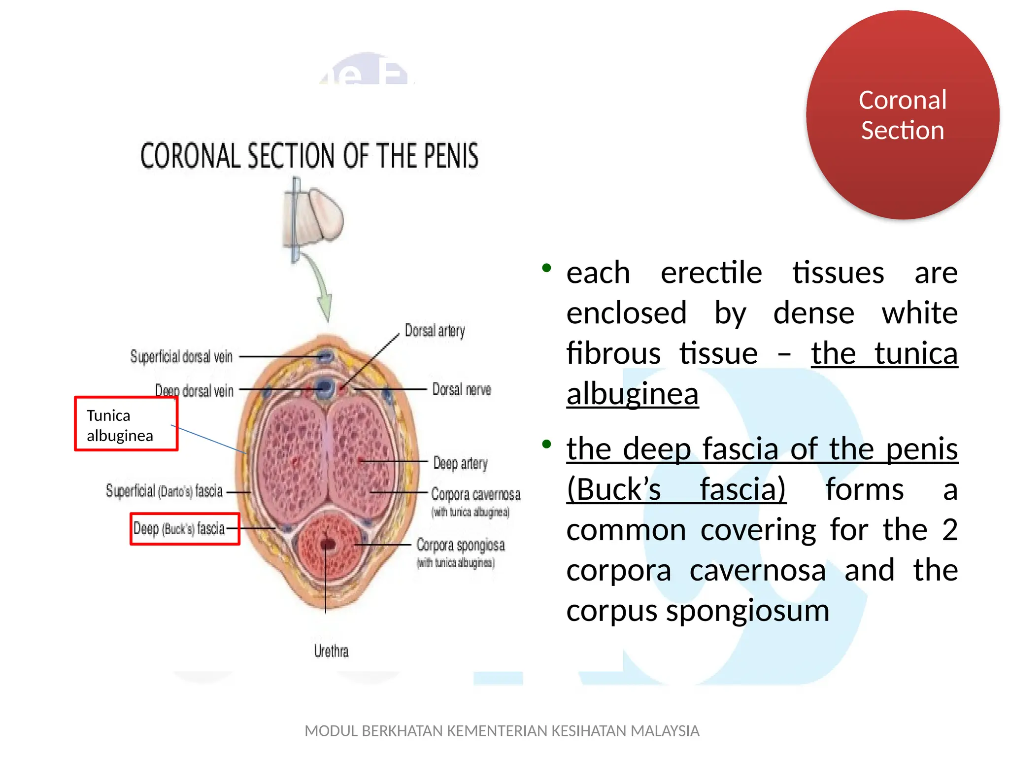 Part 1 Circumcision Intro Safety Anatomy Pptx
