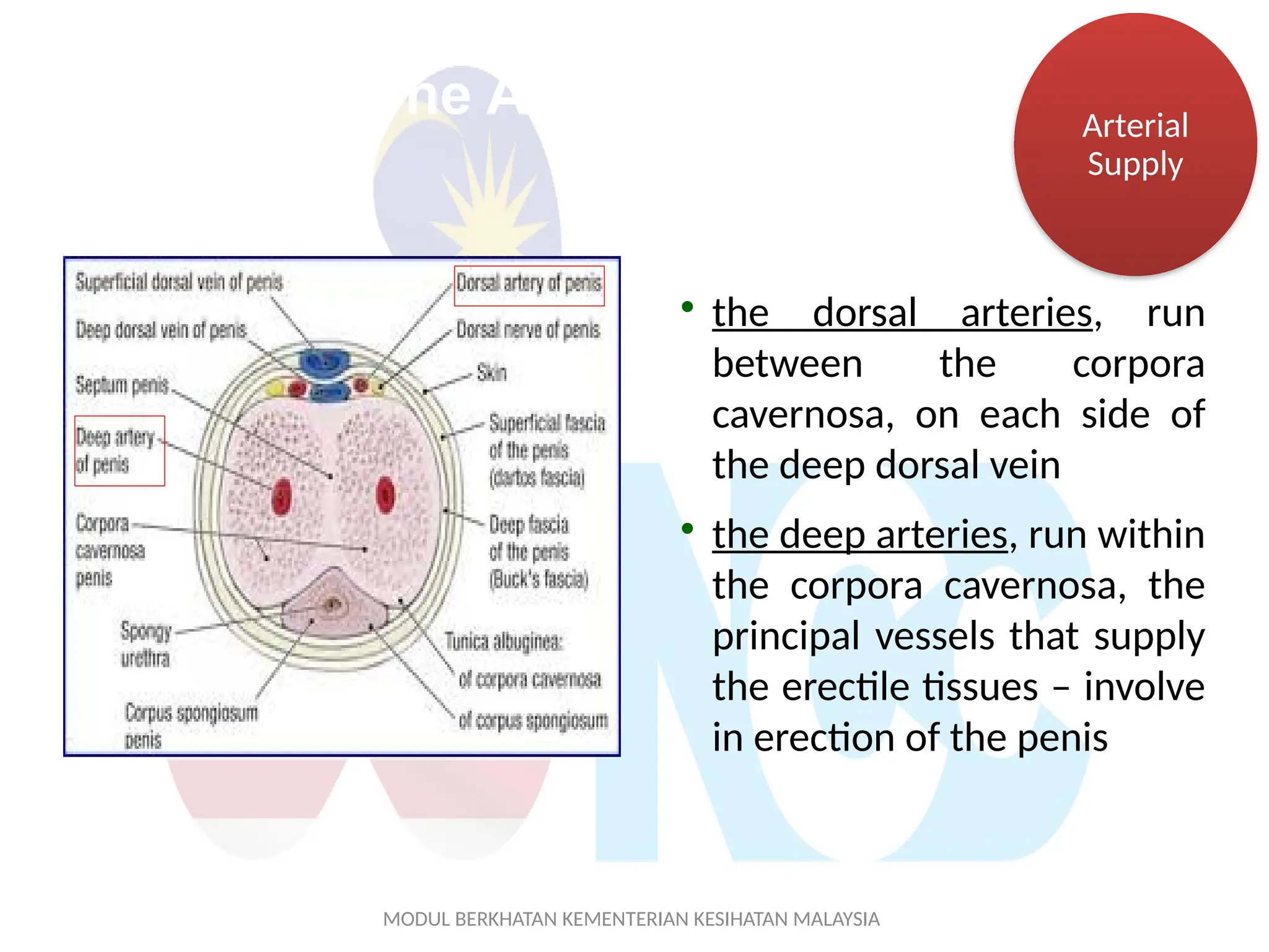 Part 1 Circumcision - intro, safety, anatomy.pptx