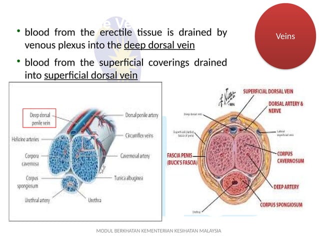 Part 1 Circumcision - intro, safety, anatomy.pptx