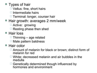 Part 1 the integumentary system(ai-ann) | PPT