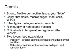 Part 1 the integumentary system(ai-ann) | PPT
