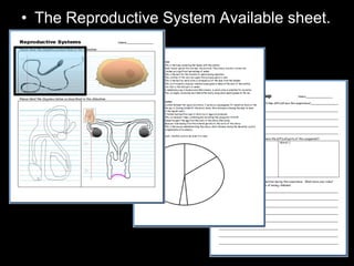 Reproductive System Lesson PowerPoint, Human Reproduction, Biology ...