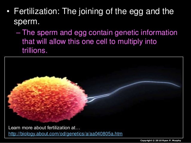 Reproductive System Lesson PowerPoint, Human Reproduction, Biology Le…