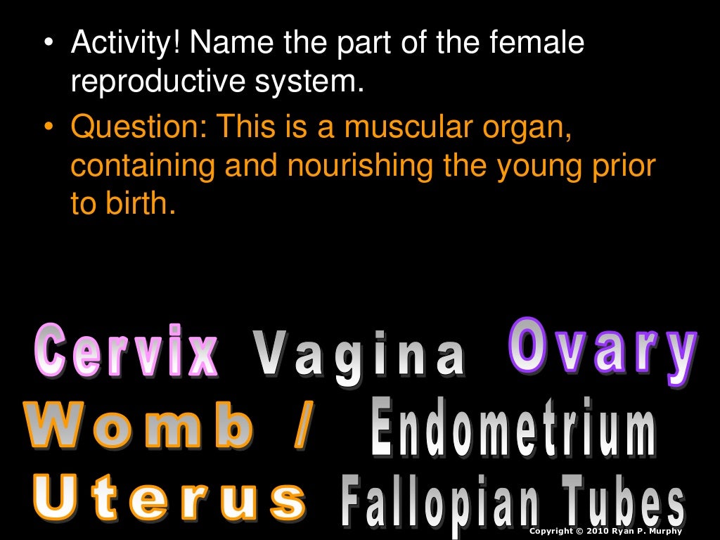 Reproductive System Lesson PowerPoint, Human Reproduction, Biology Le…