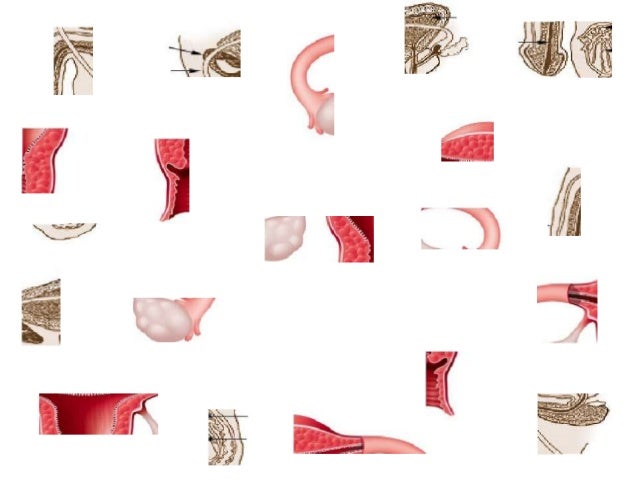 Reproductive System Lesson PowerPoint, Human Reproduction, Biology Le…