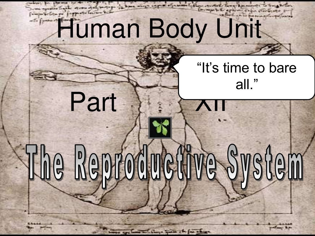 Reproductive System Lesson PowerPoint, Human Reproduction, Biology Le…