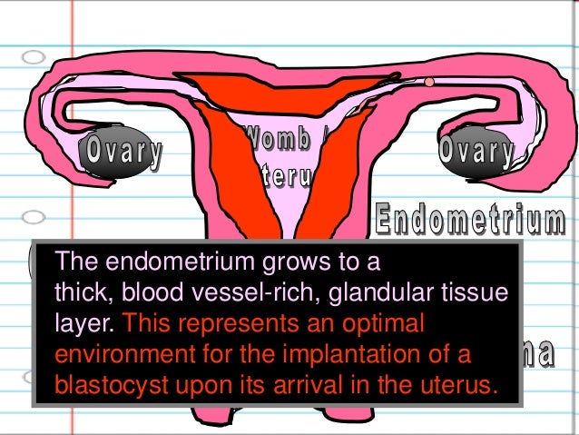 Reproductive System Lesson PowerPoint, Human Reproduction, Biology Le…