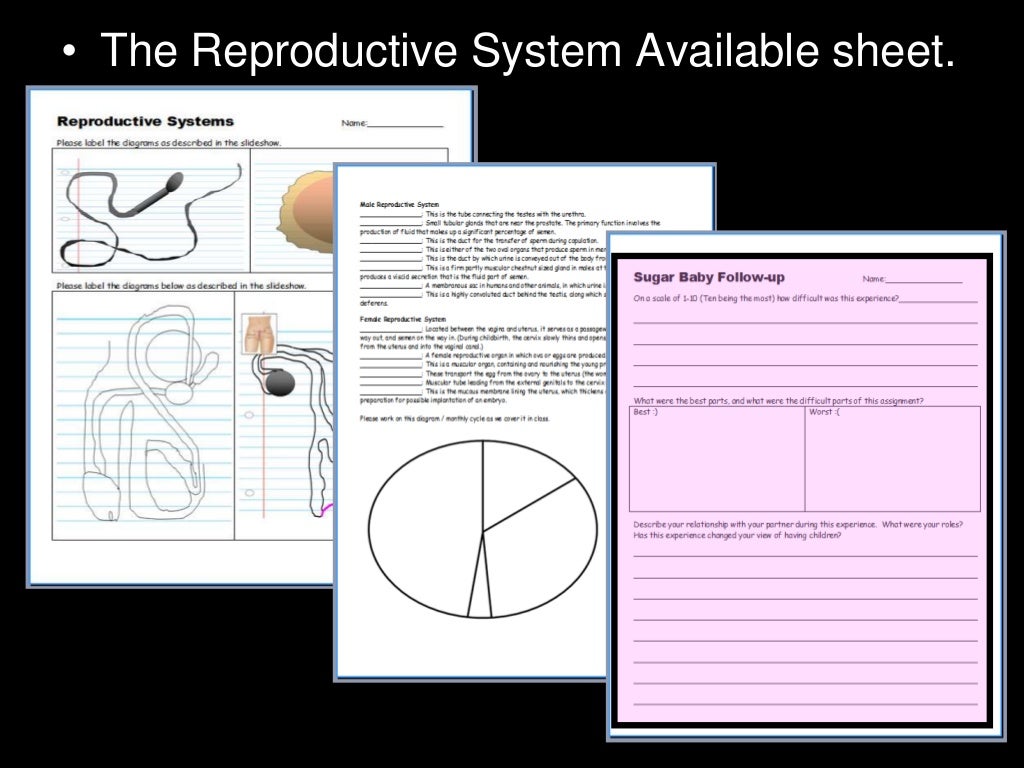 Reproductive System Lesson PowerPoint, Human Reproduction, Biology Le…
