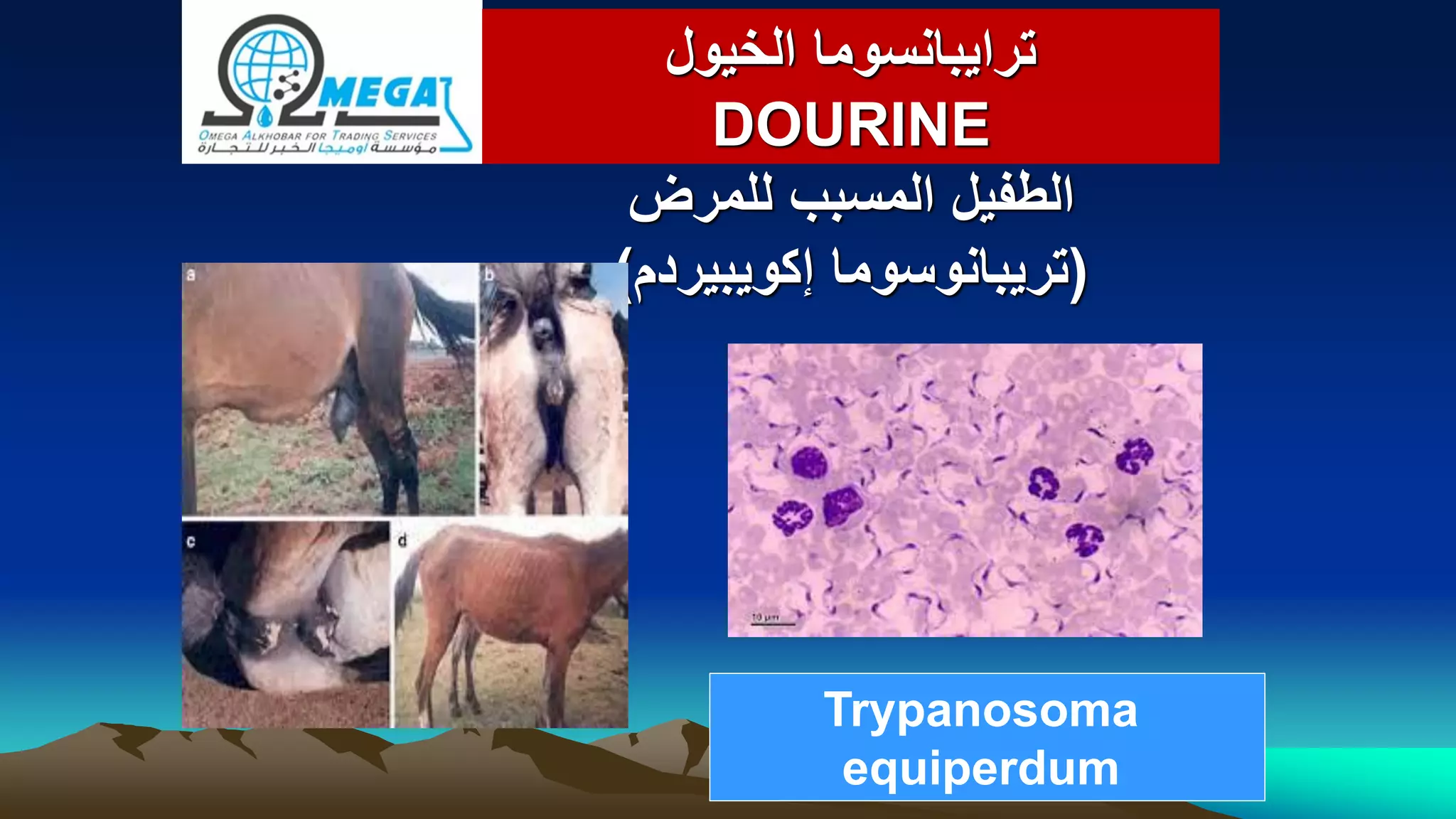(Part 1) Blood parasites (1- Trypansomiasis) in Camels Prof Dr Hamed ...