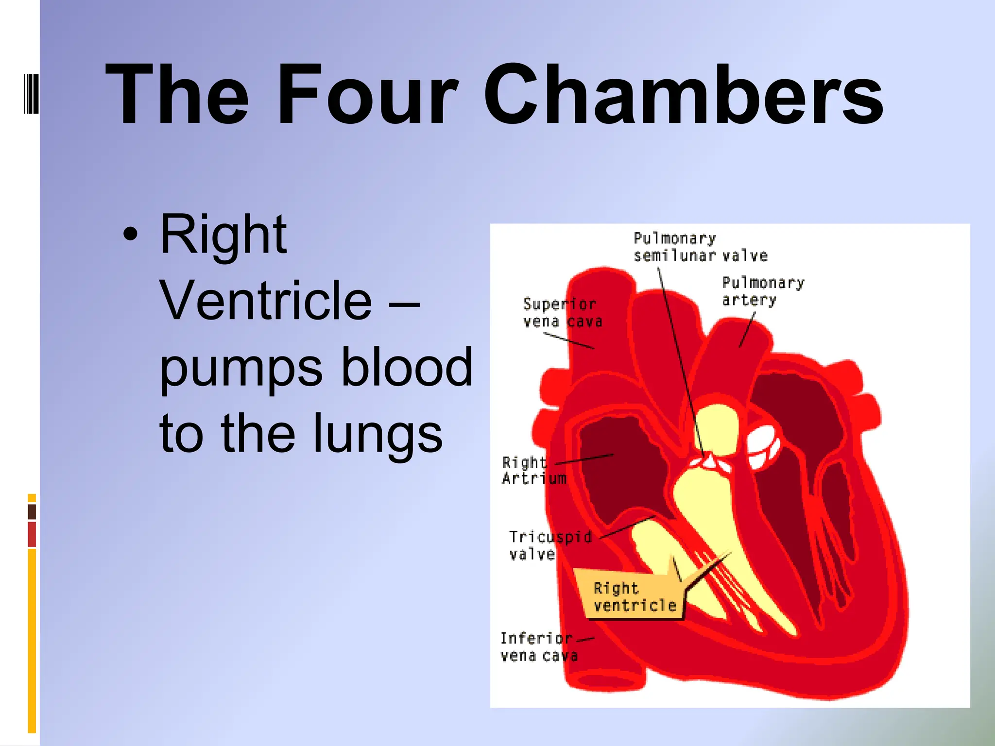 Part 1 Heart Structure & Function.ppt.pptx