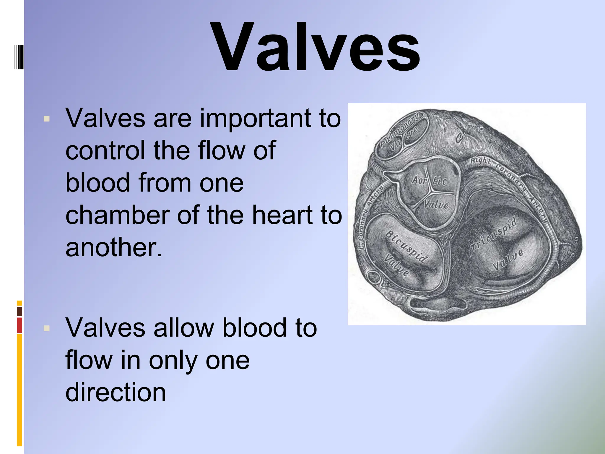Part 1 Heart Structure & Function.ppt.pptx
