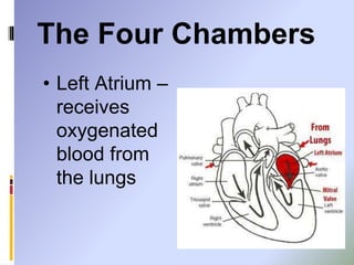 Part 1 Heart Structure & Function.ppt.pptx