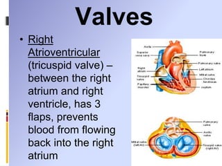 Part 1 Heart Structure & Function.ppt.pptx