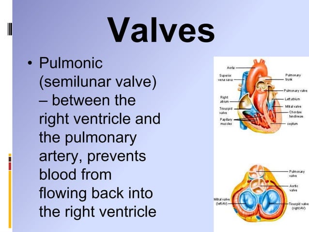 Part 1 Heart Structure & Function.ppt.pptx