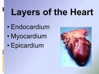 Part 1 Heart Structure & Function.ppt.pptx