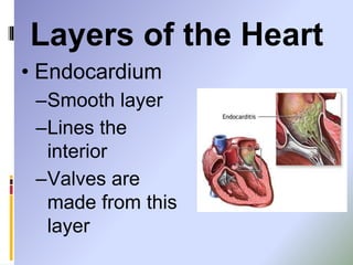 Part 1 Heart Structure & Function.ppt.pptx